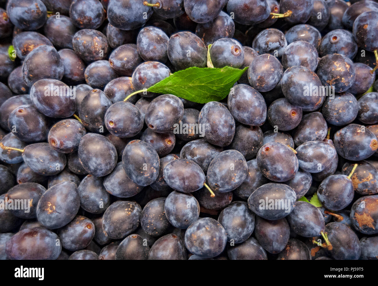 Damsons growing tree hi-res stock photography and images - Alamy