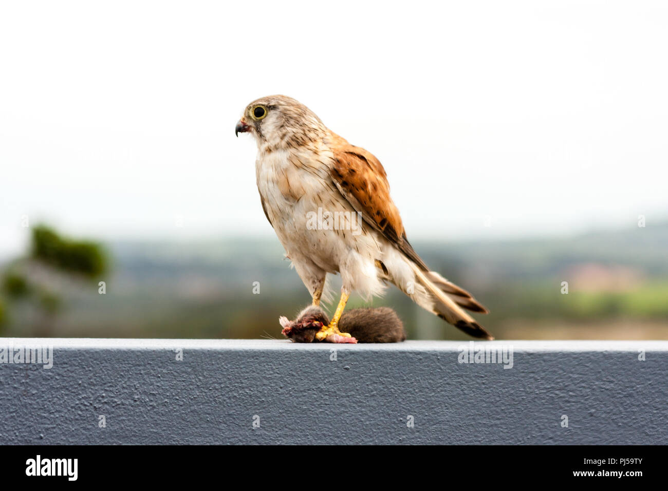 Australian kestrel (Nankeen Kestrel, Falco cenchroides) eating mouse ...