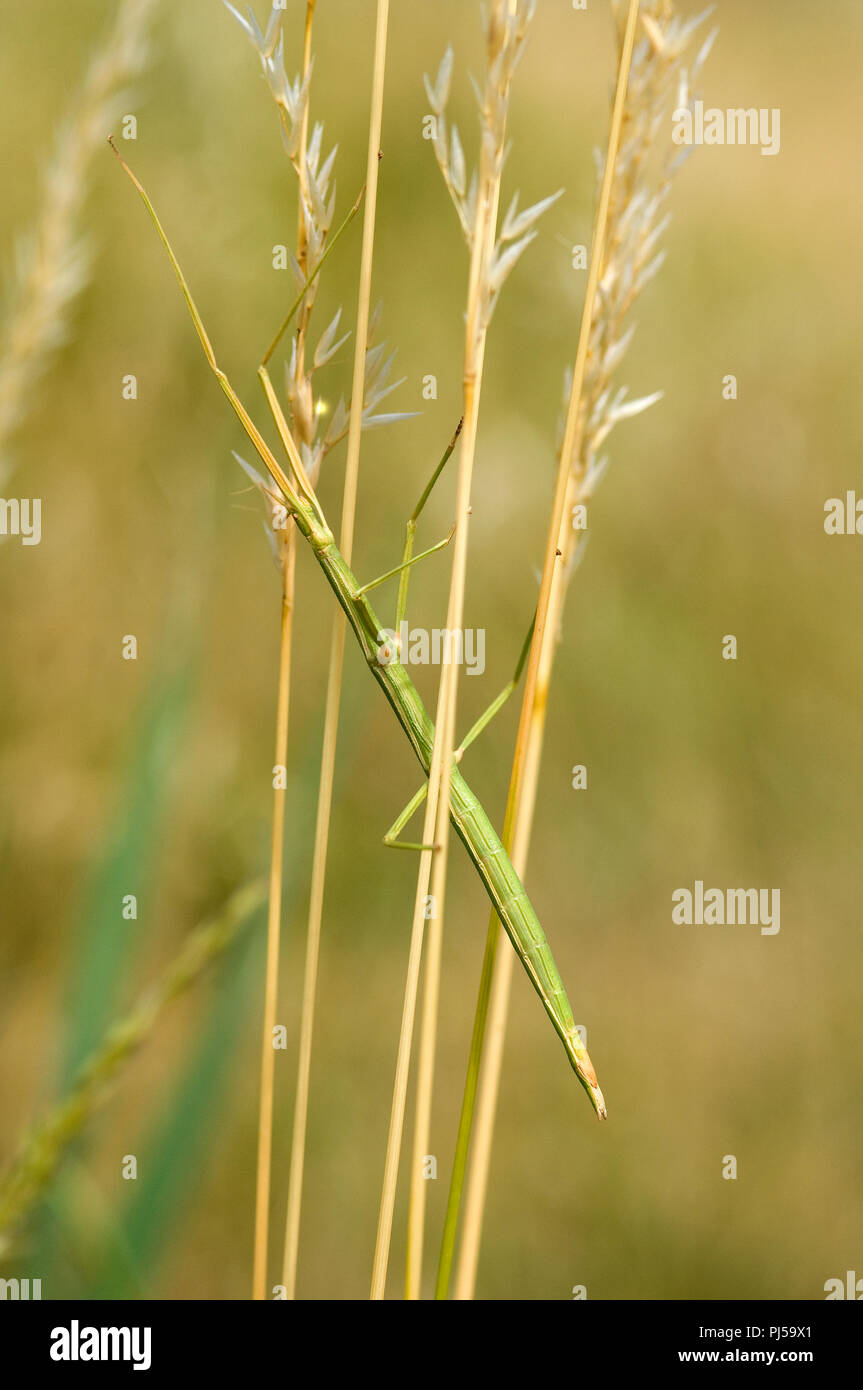 French stick Insect (Clonopsis gallica) Camargue - France Phasme ...