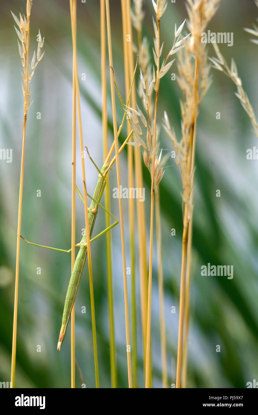 French stick Insect (Clonopsis gallica) Camargue - France Phasme ...