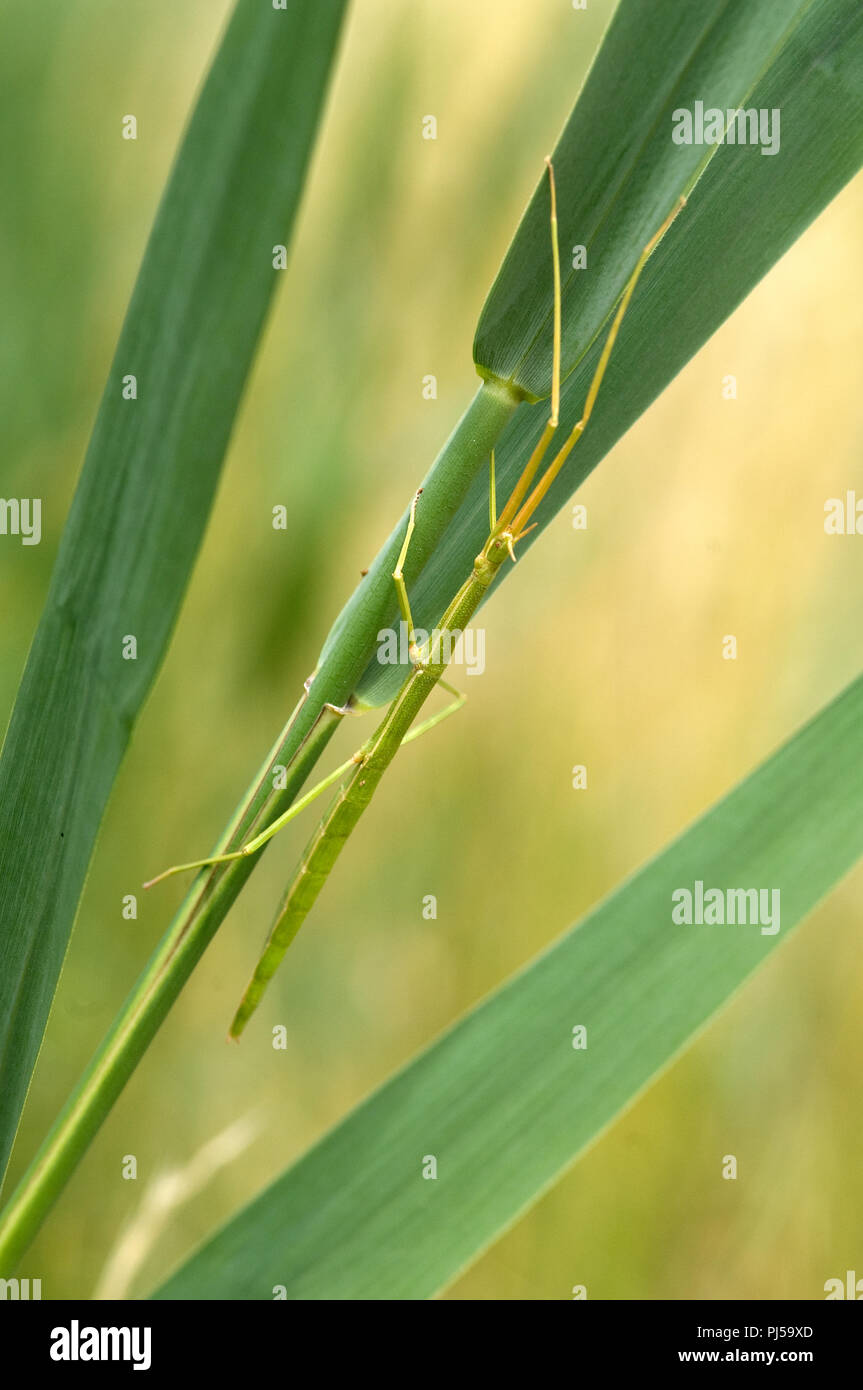 French stick Insect (Clonopsis gallica) Camargue - France Phasme ...
