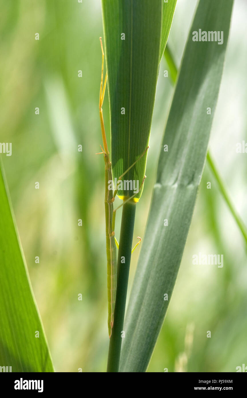 French stick Insect (Clonopsis gallica) Camargue - France Phasme ...