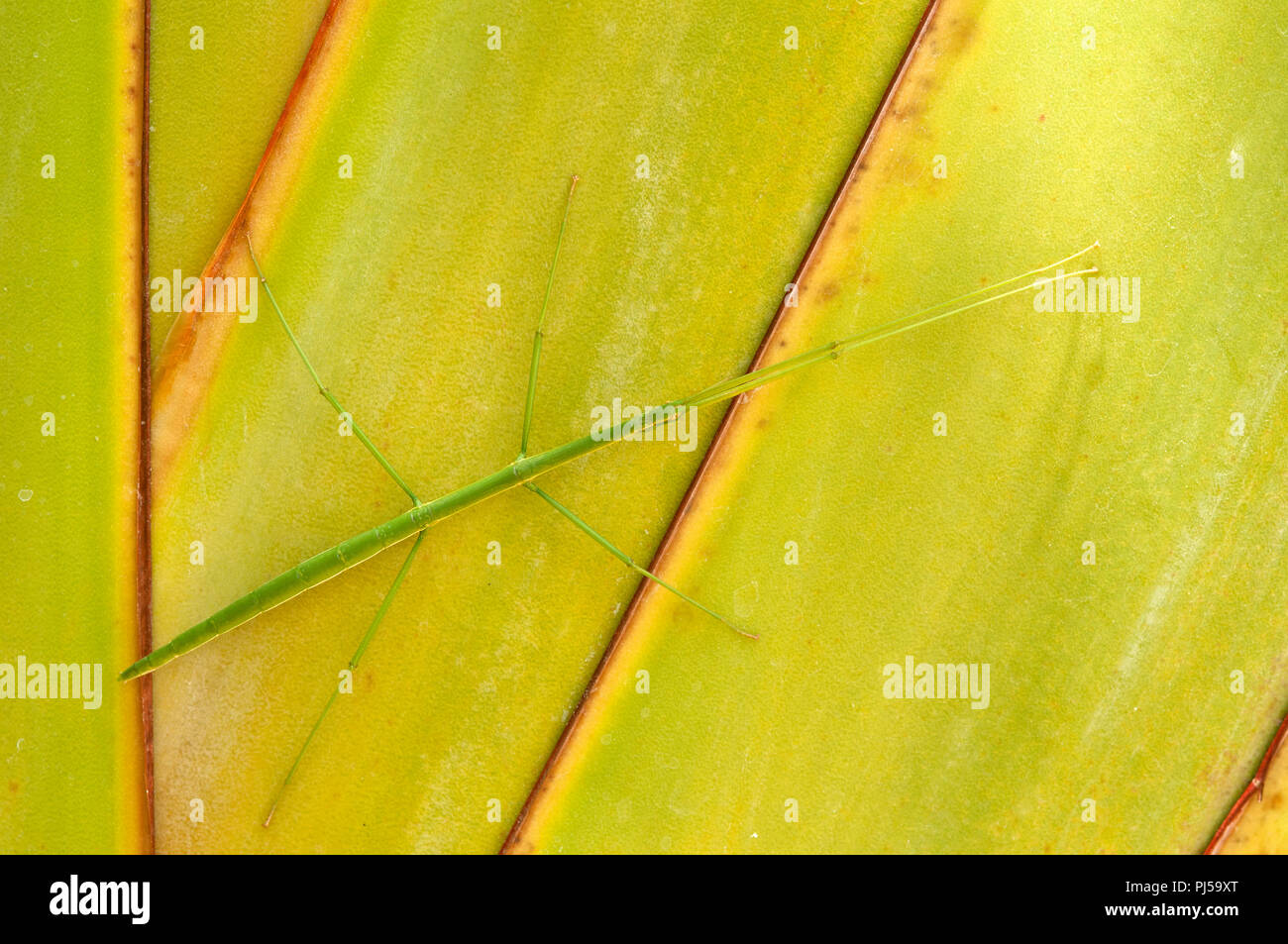 Stick insect baculum thaii female hi-res stock photography and images ...