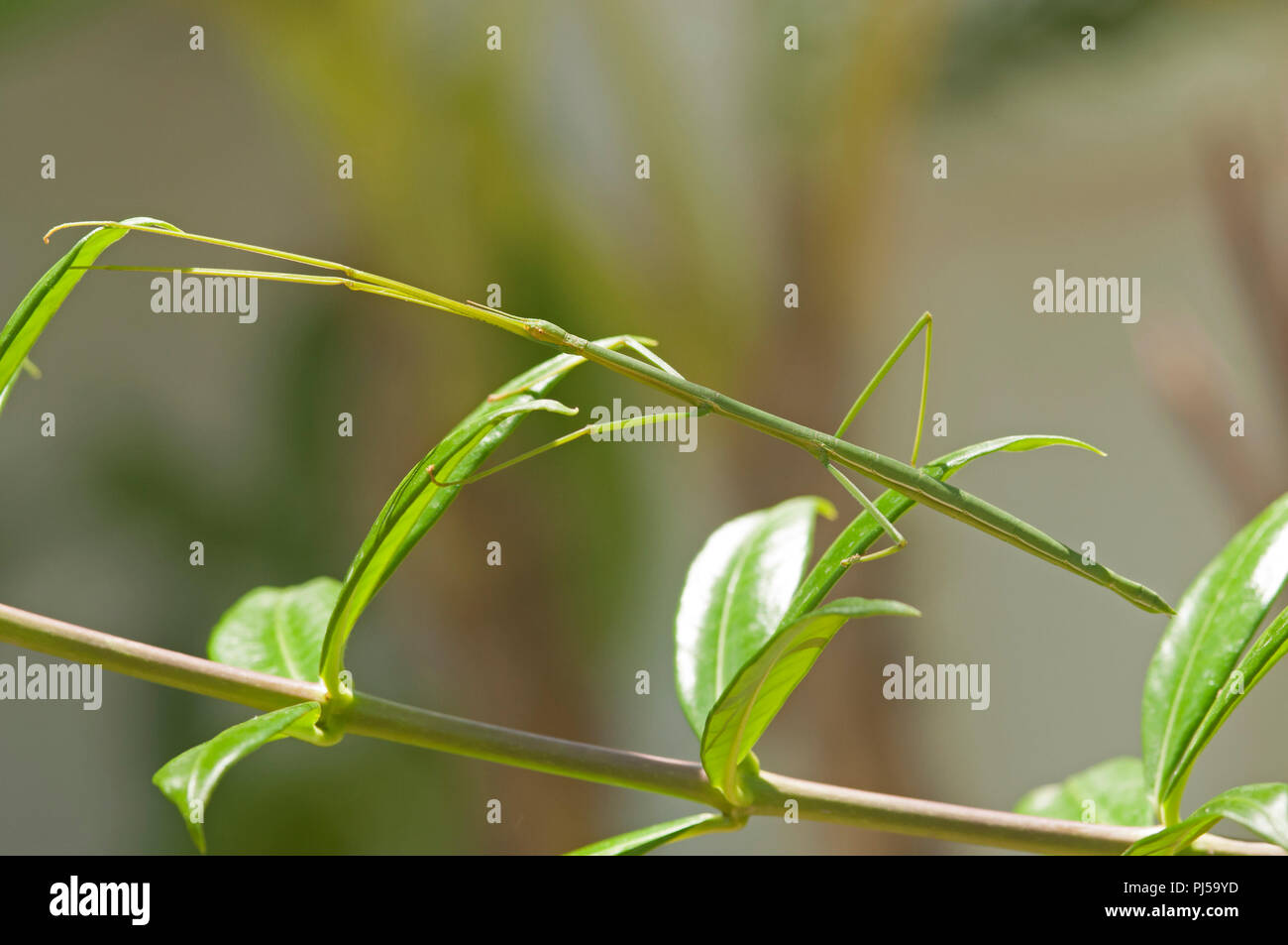 Stick insect baculum thaii female hi-res stock photography and images ...