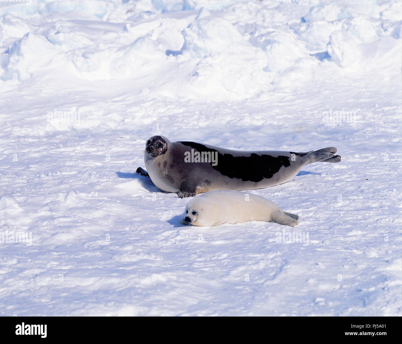 Harp Seal (Phoca groelandicus) - Female and calf - Canada // Phoque du ...