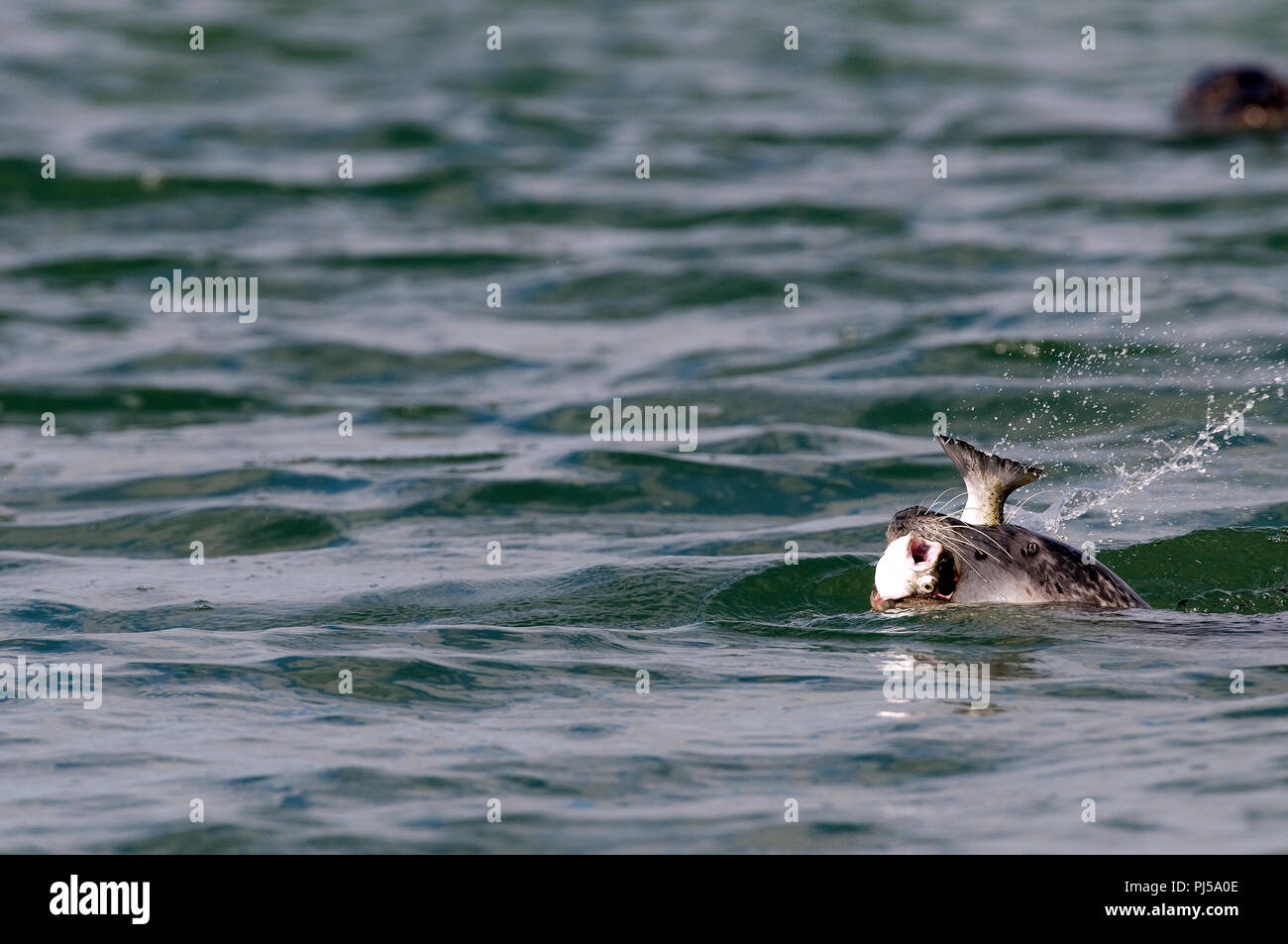 Grey seal (Halichoerus grypus) eating a fish - Netherlands // Phoque ...