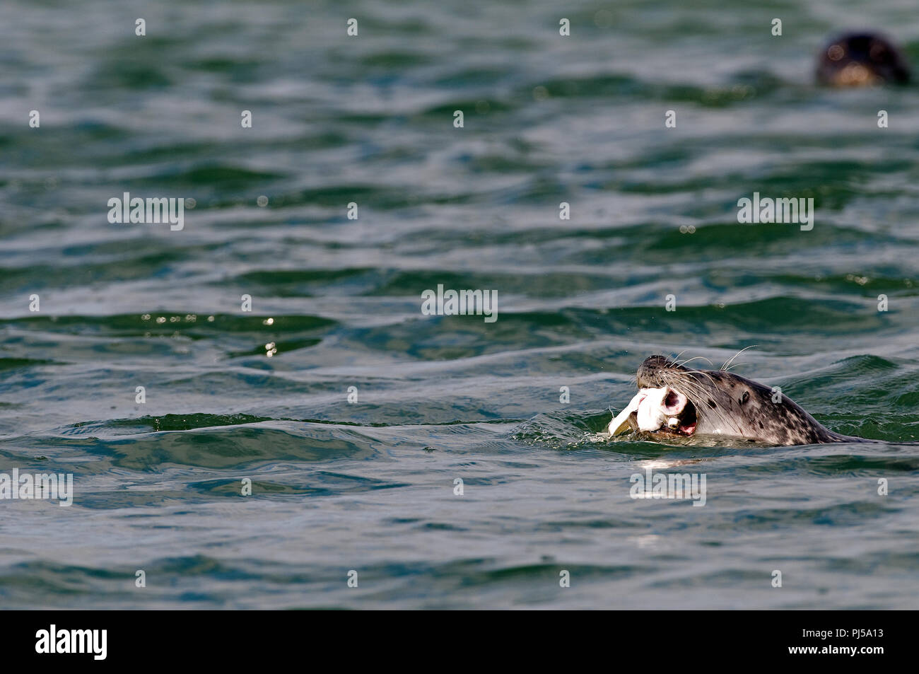 Grey seal (Halichoerus grypus) eating a fish - Netherlands // Phoque ...