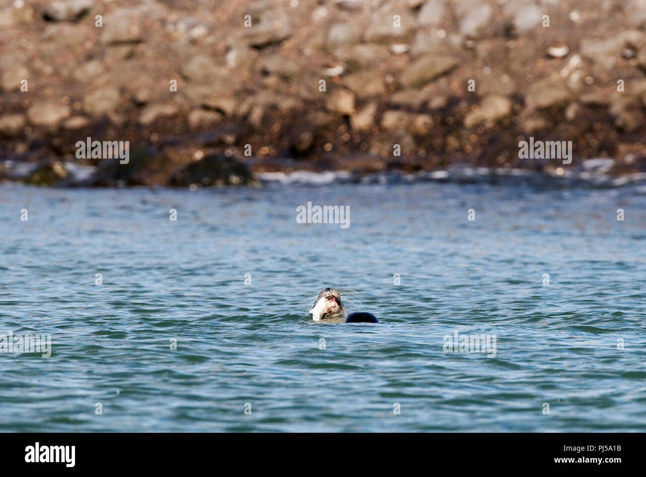Grey seal (Halichoerus grypus) eating a fish - Netherlands // Phoque ...