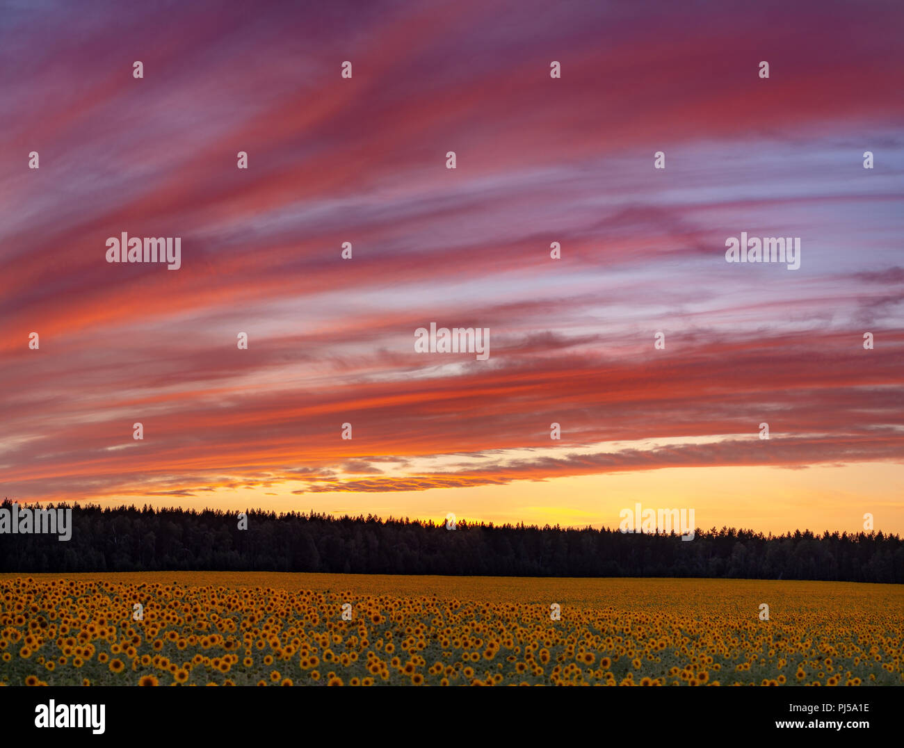 Top down photo of flowers hi-res stock photography and images - Alamy