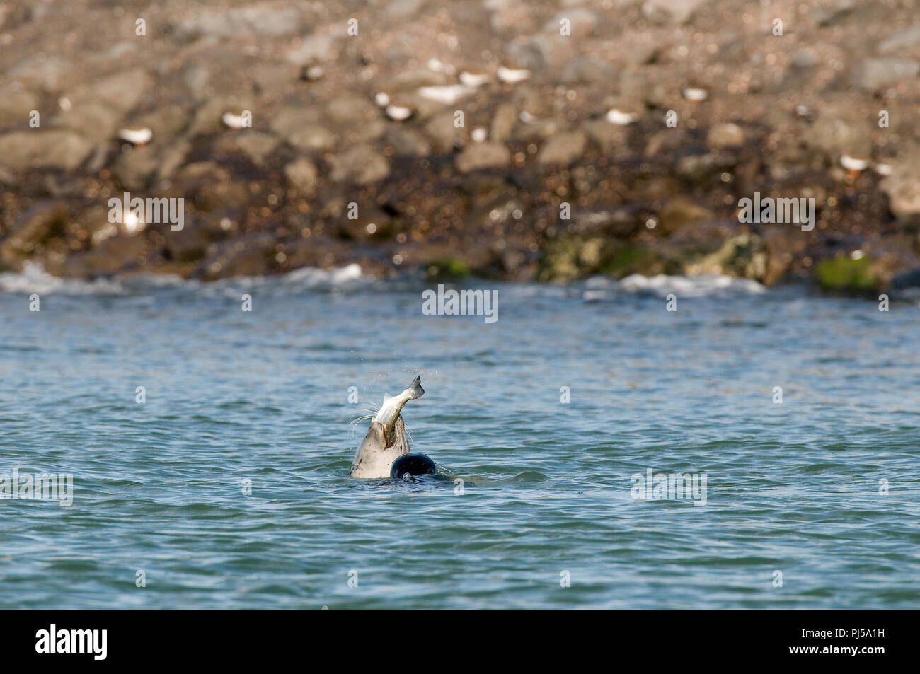 Grey seal (Halichoerus grypus) eating a fish - Netherlands // Phoque ...