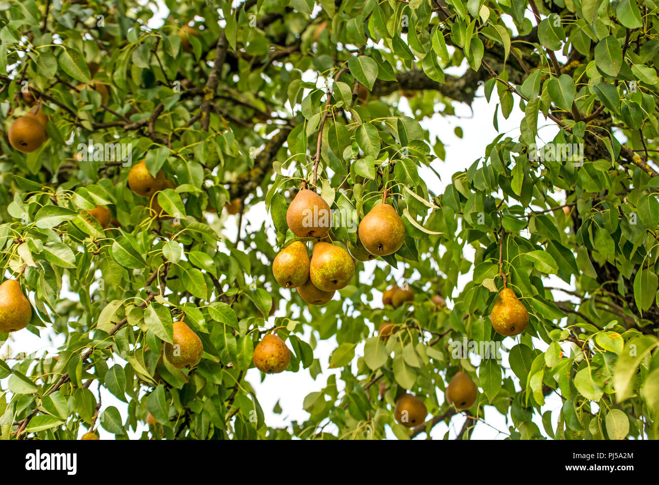 pears on a tree Stock Photo - Alamy
