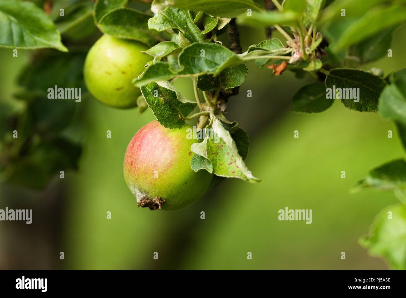 Unripe apples in a tree. Concept of summer and coming fruit harvest ...