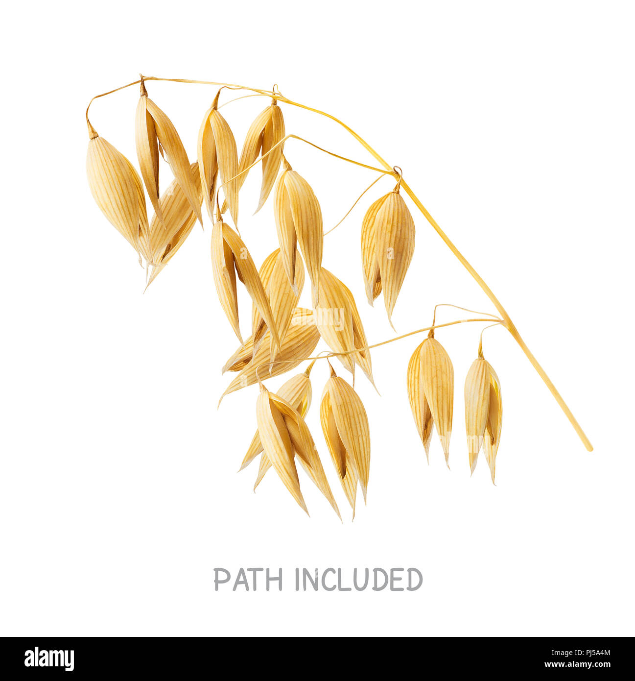 Yellow oat grass hi-res stock photography and images - Alamy