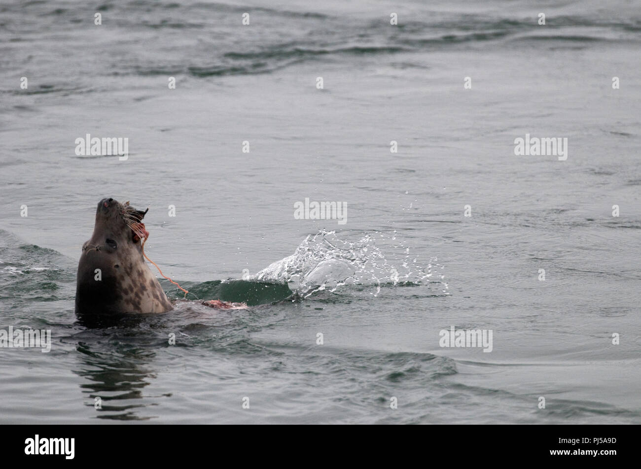 Grey seal (Halichoerus grypus) eating a fish - Netherlands // Phoque ...