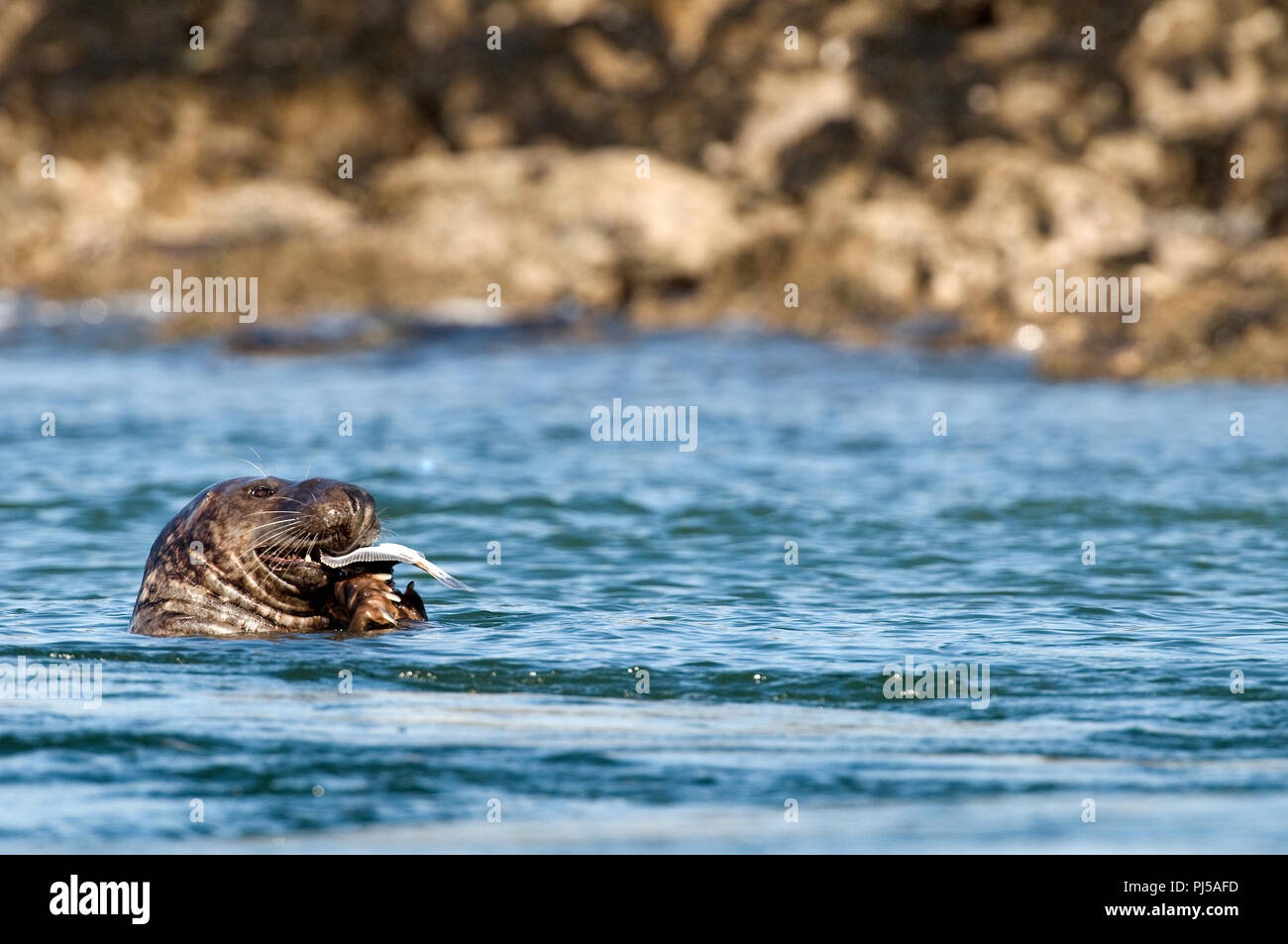 Grey seal (Halichoerus grypus) eating a fish - Netherlands // Phoque ...