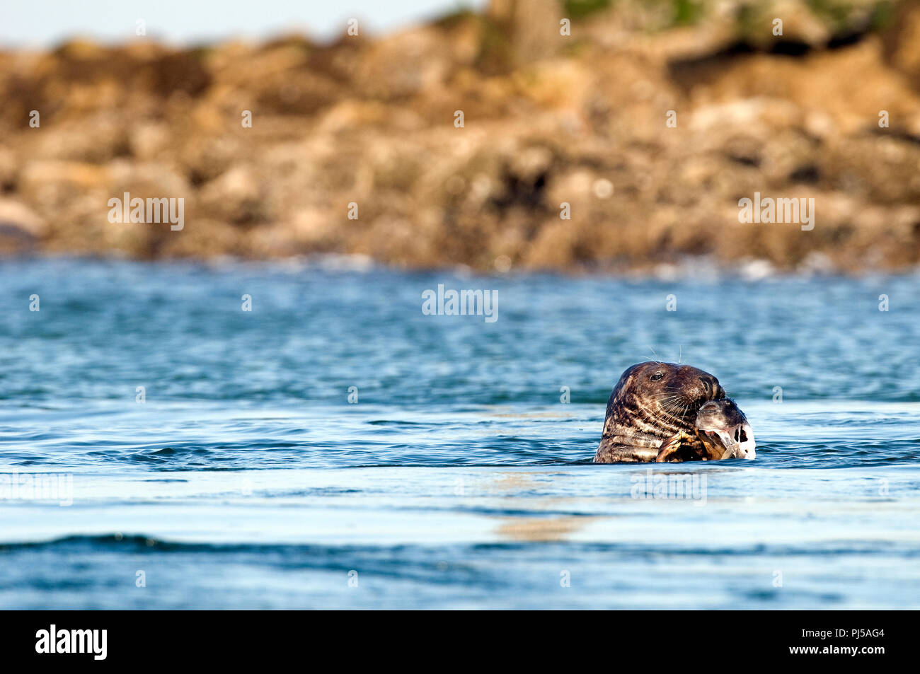 Grey seal (Halichoerus grypus) eating a fish - Netherlands // Phoque ...
