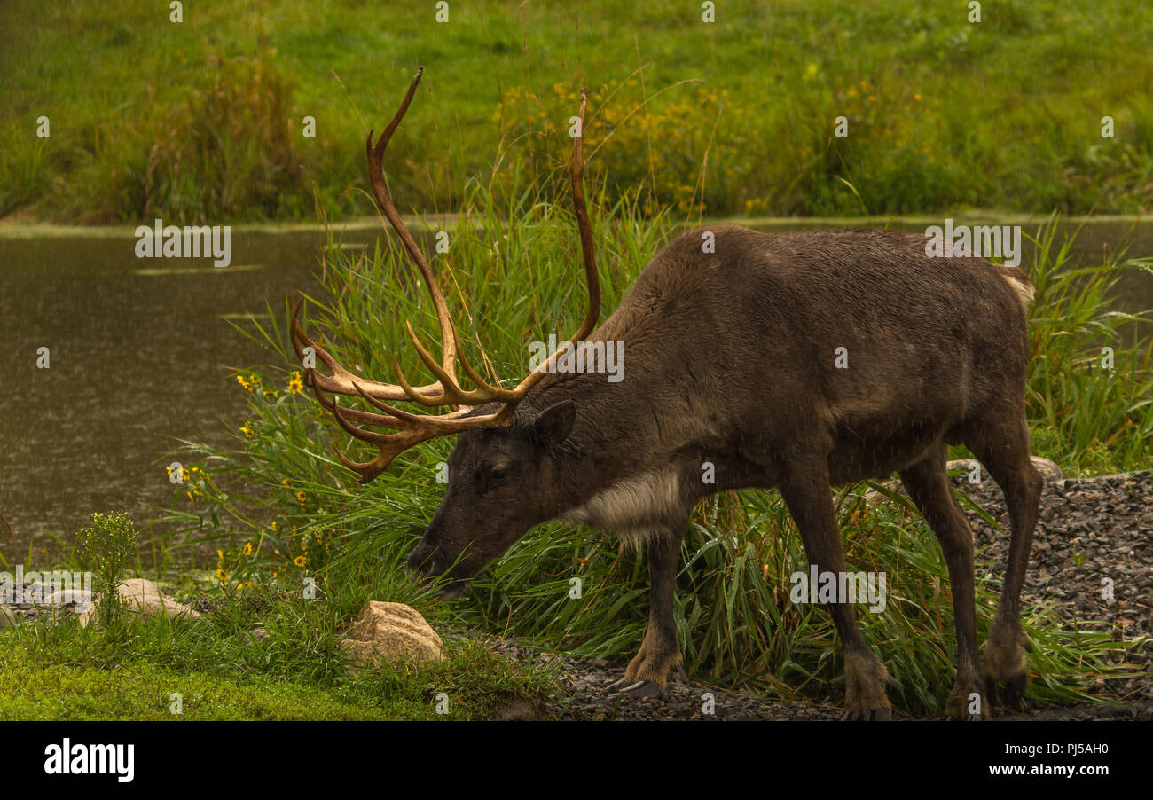 Caribou enjoying the rain of summer before the long months of winter ...