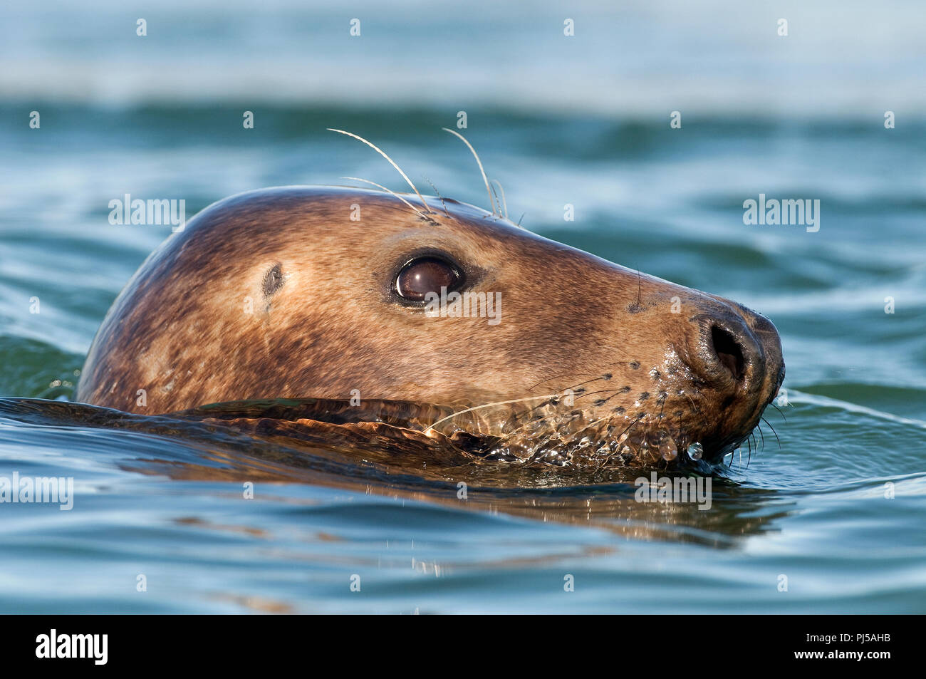 Grey seal (Halichoerus grypus) - Netherlands Phoque gris Stock Photo ...