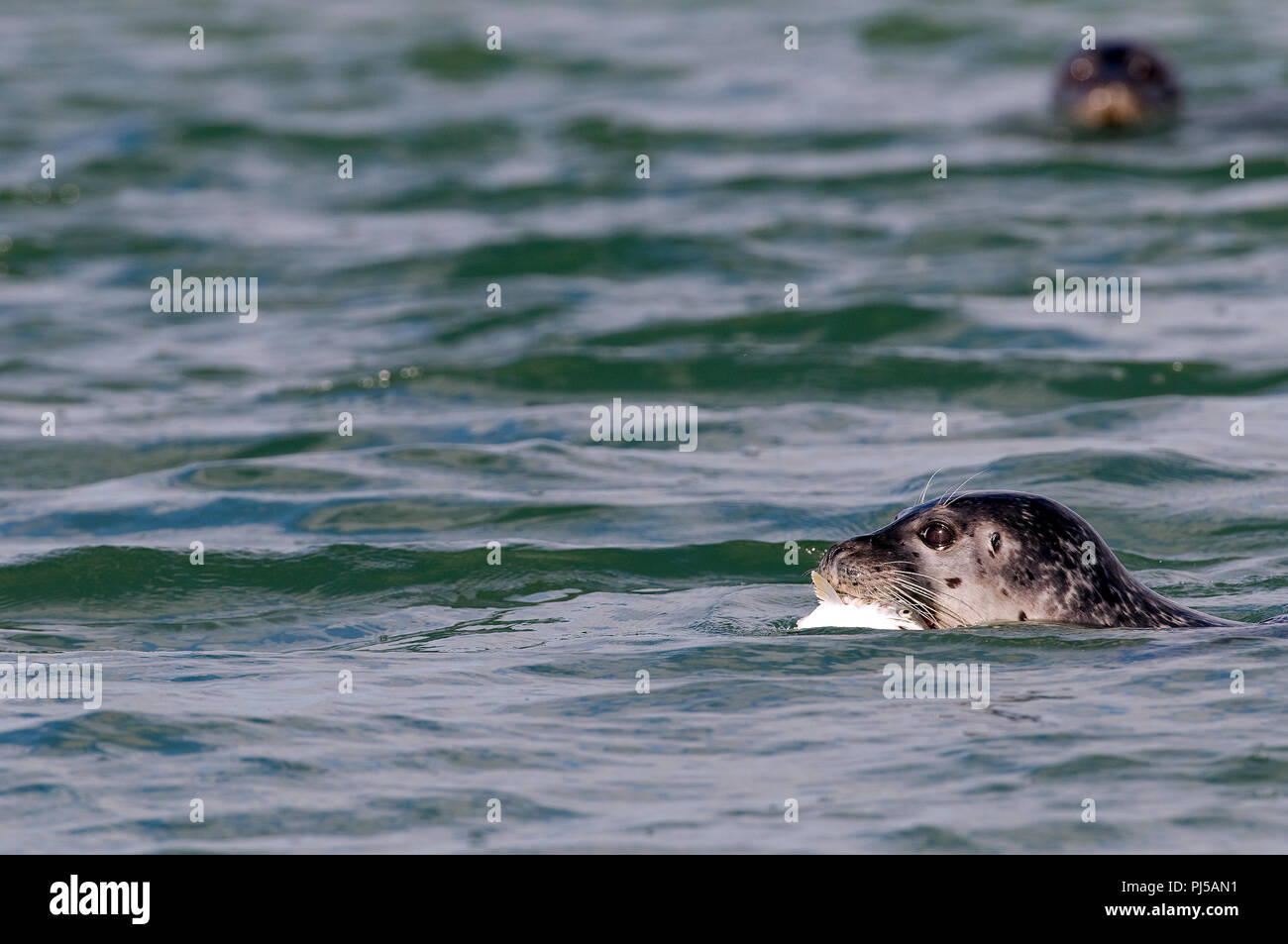 Poisson marin hi-res stock photography and images - Alamy
