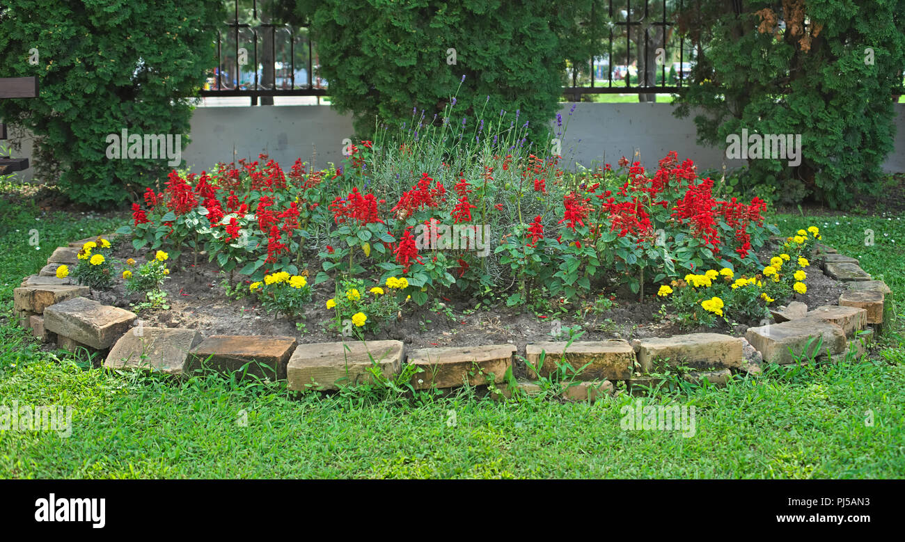 Plants blooming with red flowers in yard flowerbed Stock Photo - Alamy