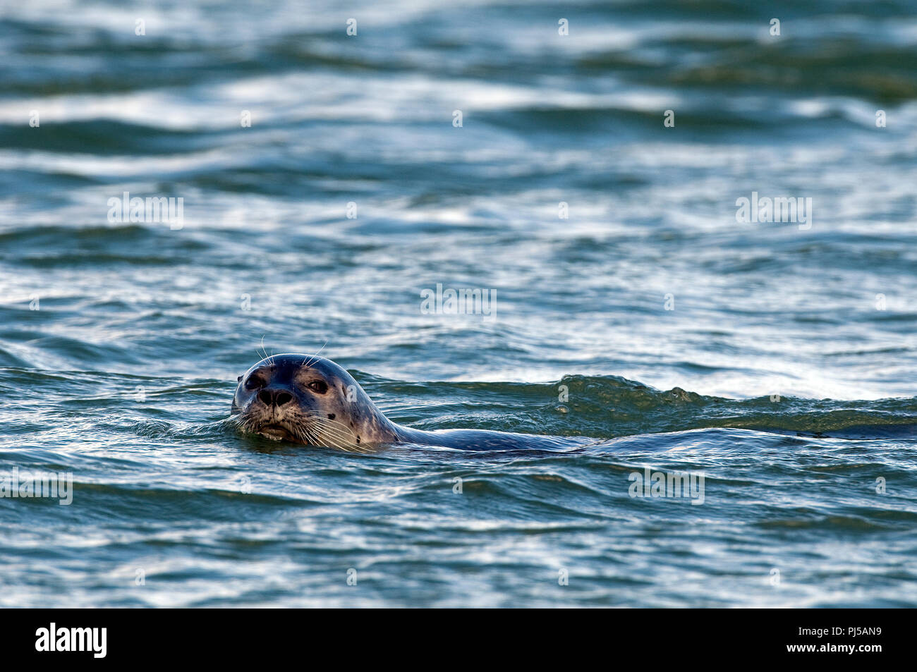Phoque veau marin hi-res stock photography and images - Alamy