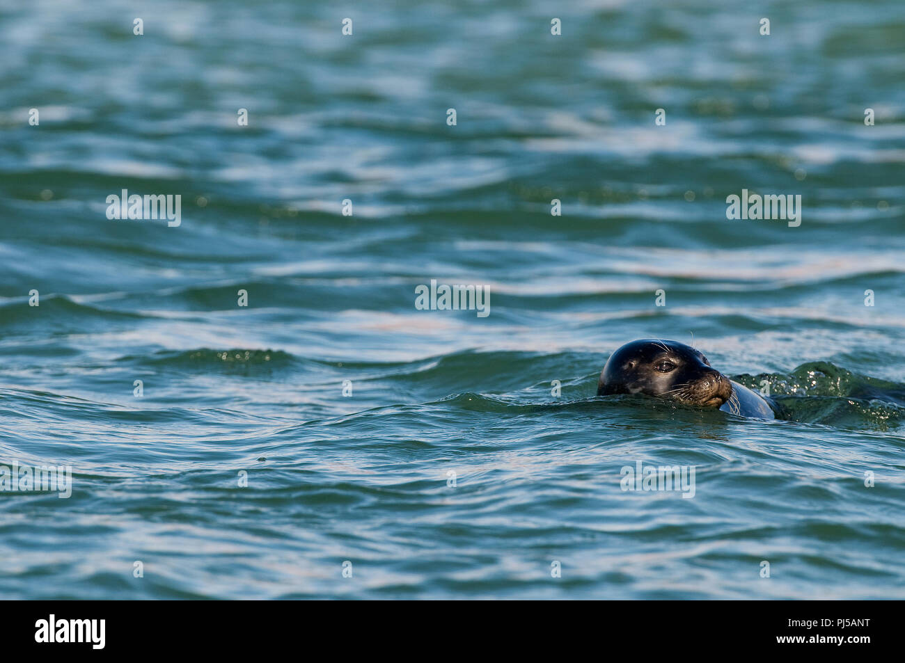 Phoque veau marin hi-res stock photography and images - Alamy