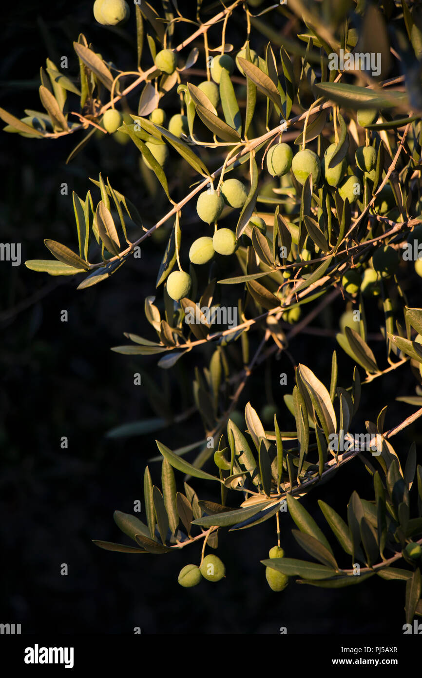 Outdoor olive orchard detail hi-res stock photography and images - Alamy