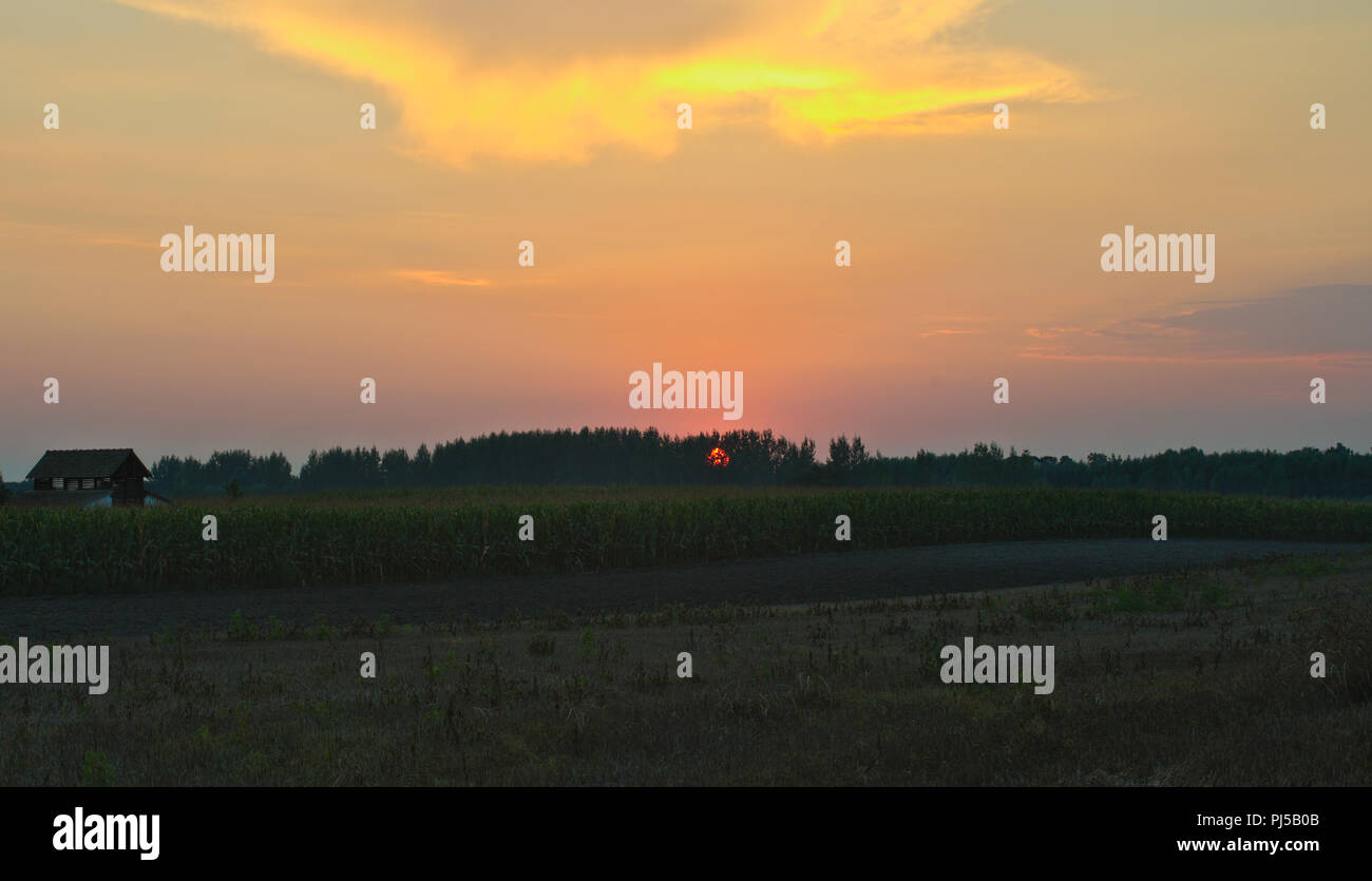 Colorful sunset over corn field, summer landscape Stock Photo - Alamy