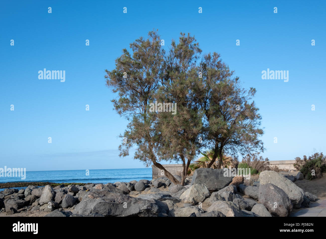 Olive Tree in front of the Sea Stock Photo - Alamy