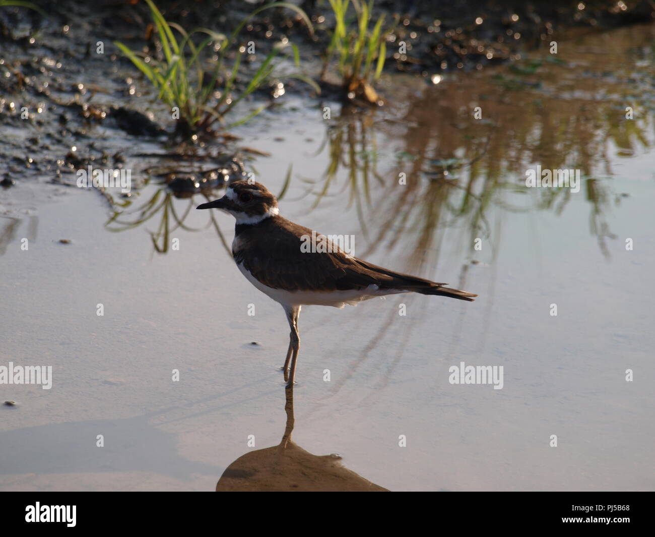 Signs That Talk,Walk,Wave,Roll,Quack and Sing Stock Photo - Alamy