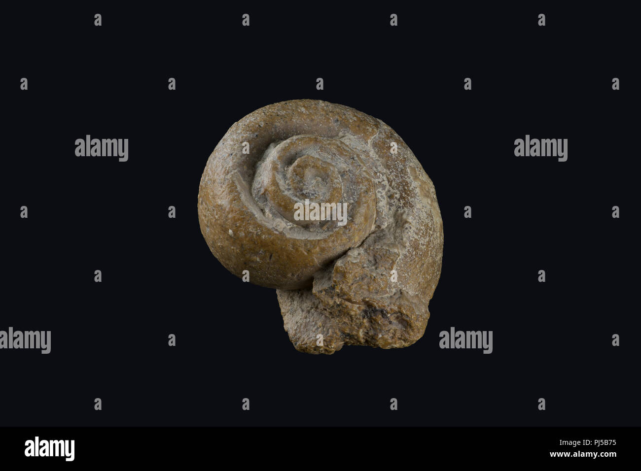 Fossil Snail High Resolution Stock Photography and Images - Alamy