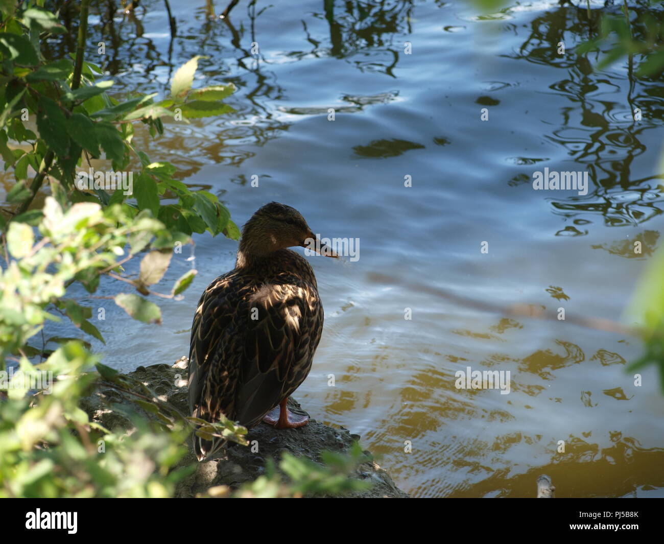 Signs That Talk,Walk,Wave,Roll,Quack and Sing Stock Photo - Alamy