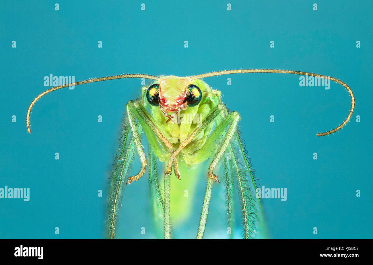 A common green lacewing (Chrysoperla carnea) up close Stock Photo - Alamy