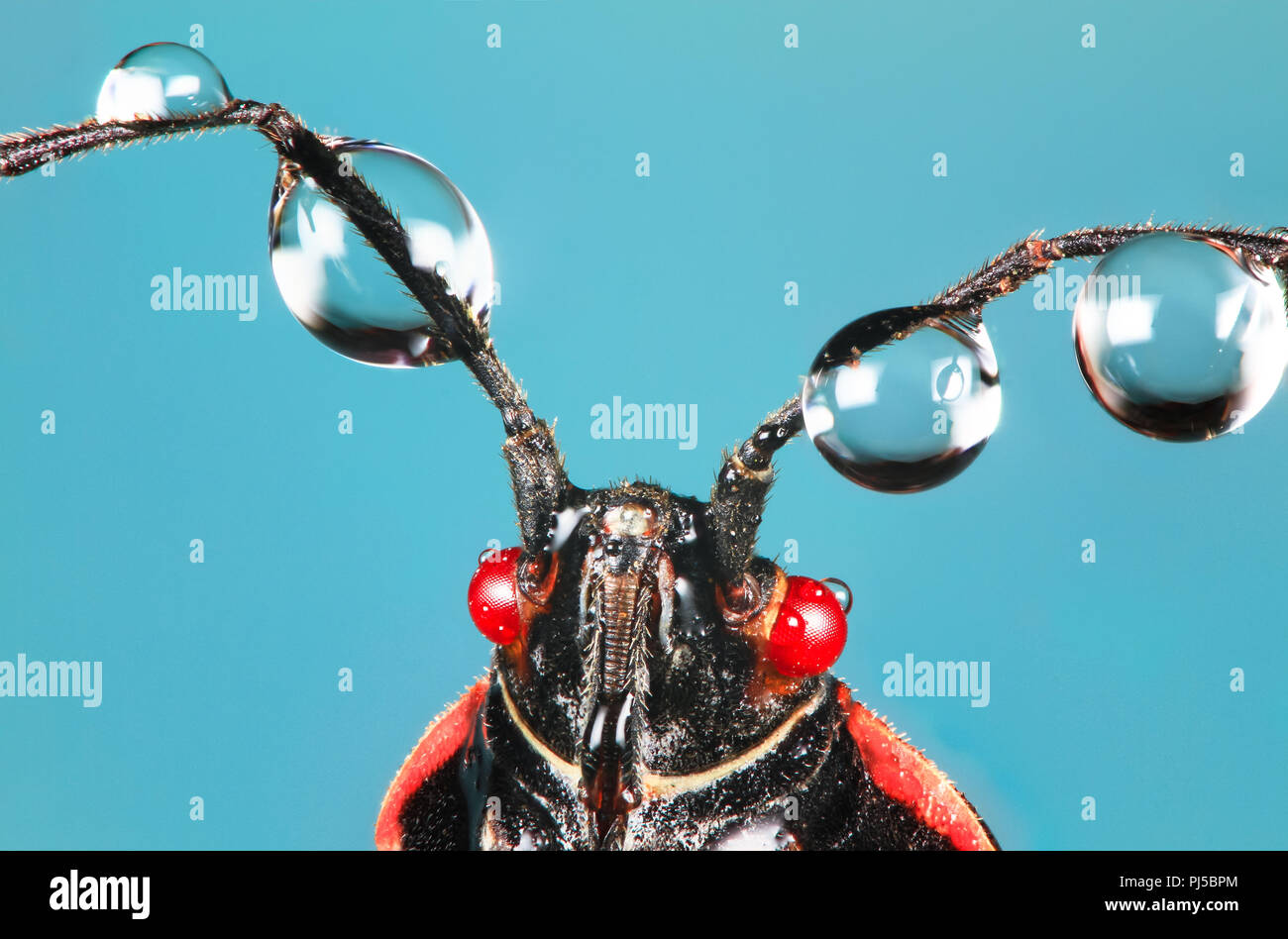 A boxelder bug (Boisea trivittata), commonly known as a stinkbug, with ...