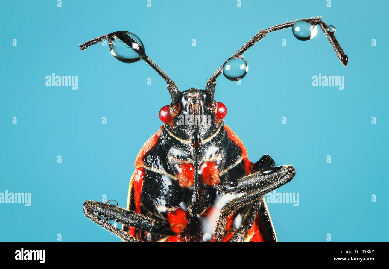 A boxelder bug (Boisea trivittata), commonly known as a stinkbug, with ...