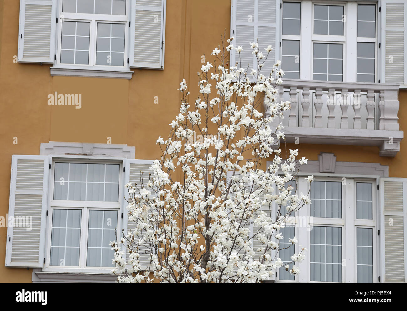 Magnolia Tree with white flower and an ancient house in background ...