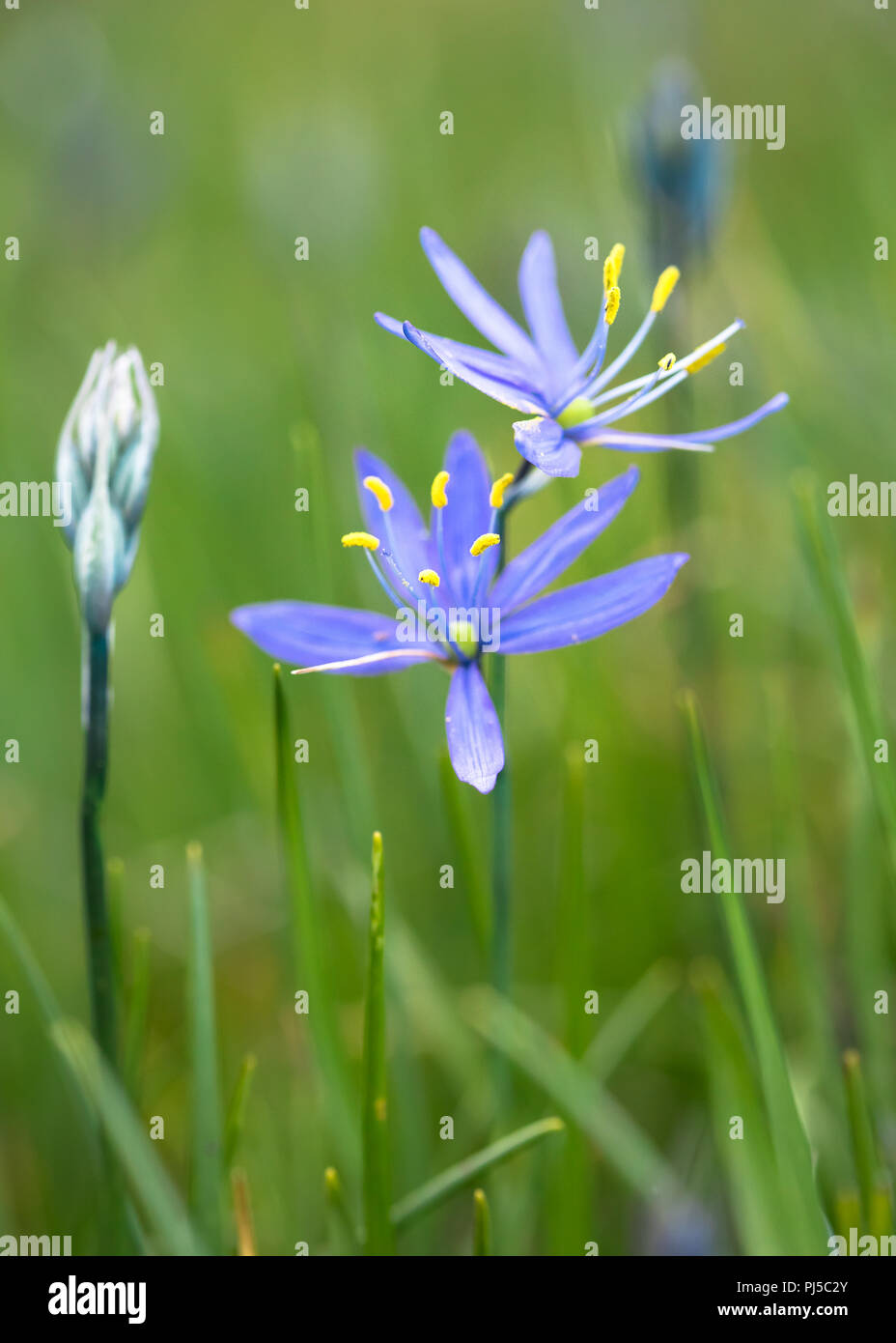 A common camas lily (Camassia quamash) grows out of a grassy wetland in ...