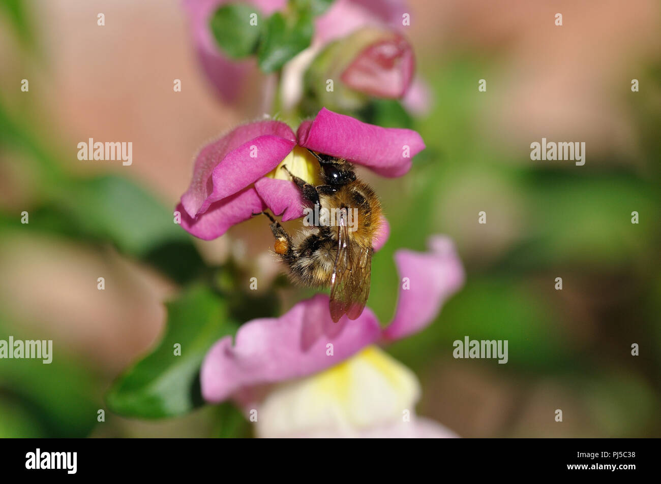 Buff tailed bumble bee Bombus terrestris uk Stock Photo - Alamy