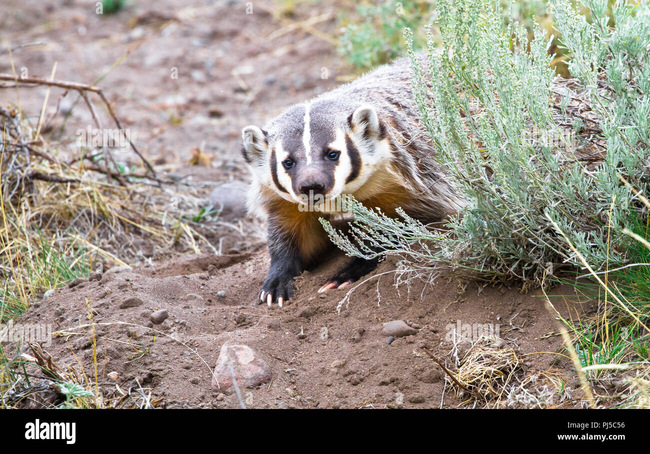 Badger claw hi-res stock photography and images - Alamy