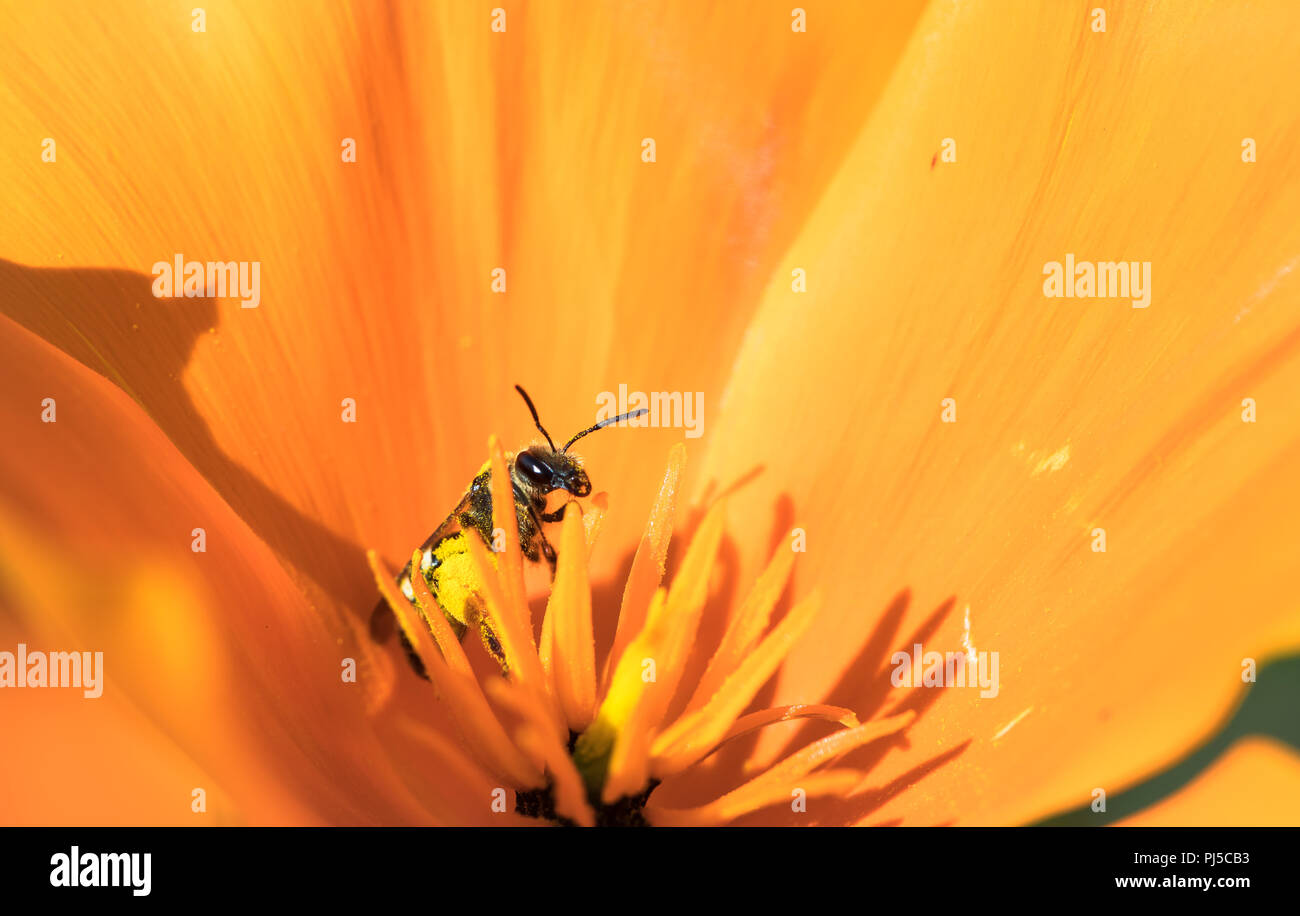 California poppy bee hi-res stock photography and images - Alamy