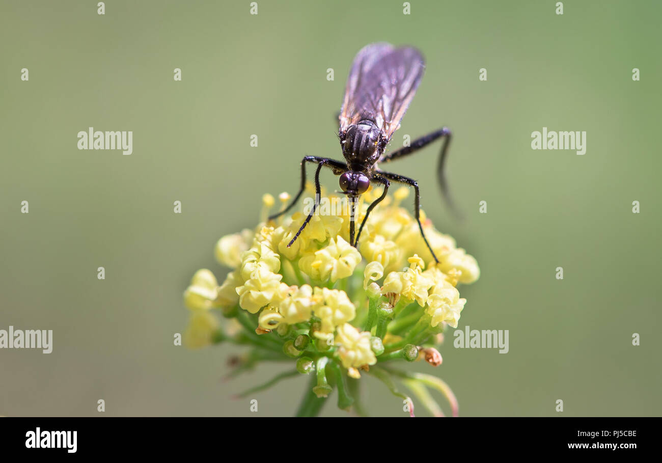Bug with long proboscis hi-res stock photography and images - Alamy