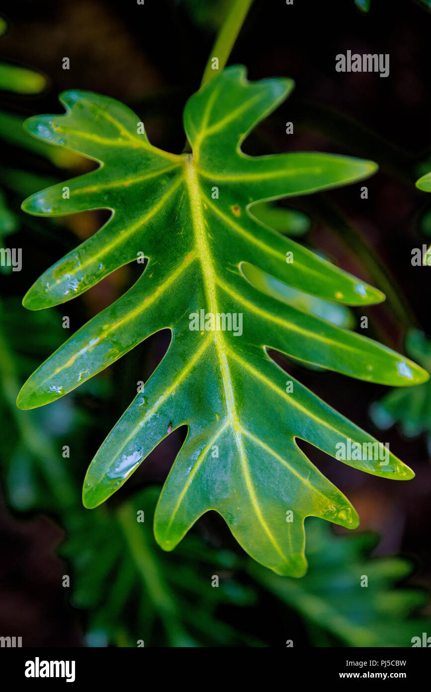 Palm Tree Leaf Stock Photo - Alamy