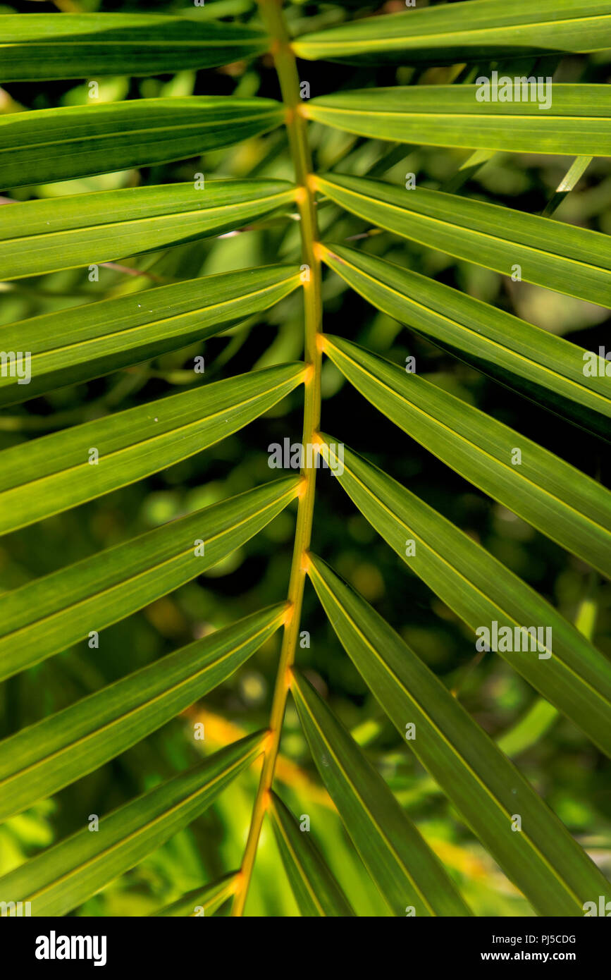 Palm Tree Leaf Stock Photo - Alamy