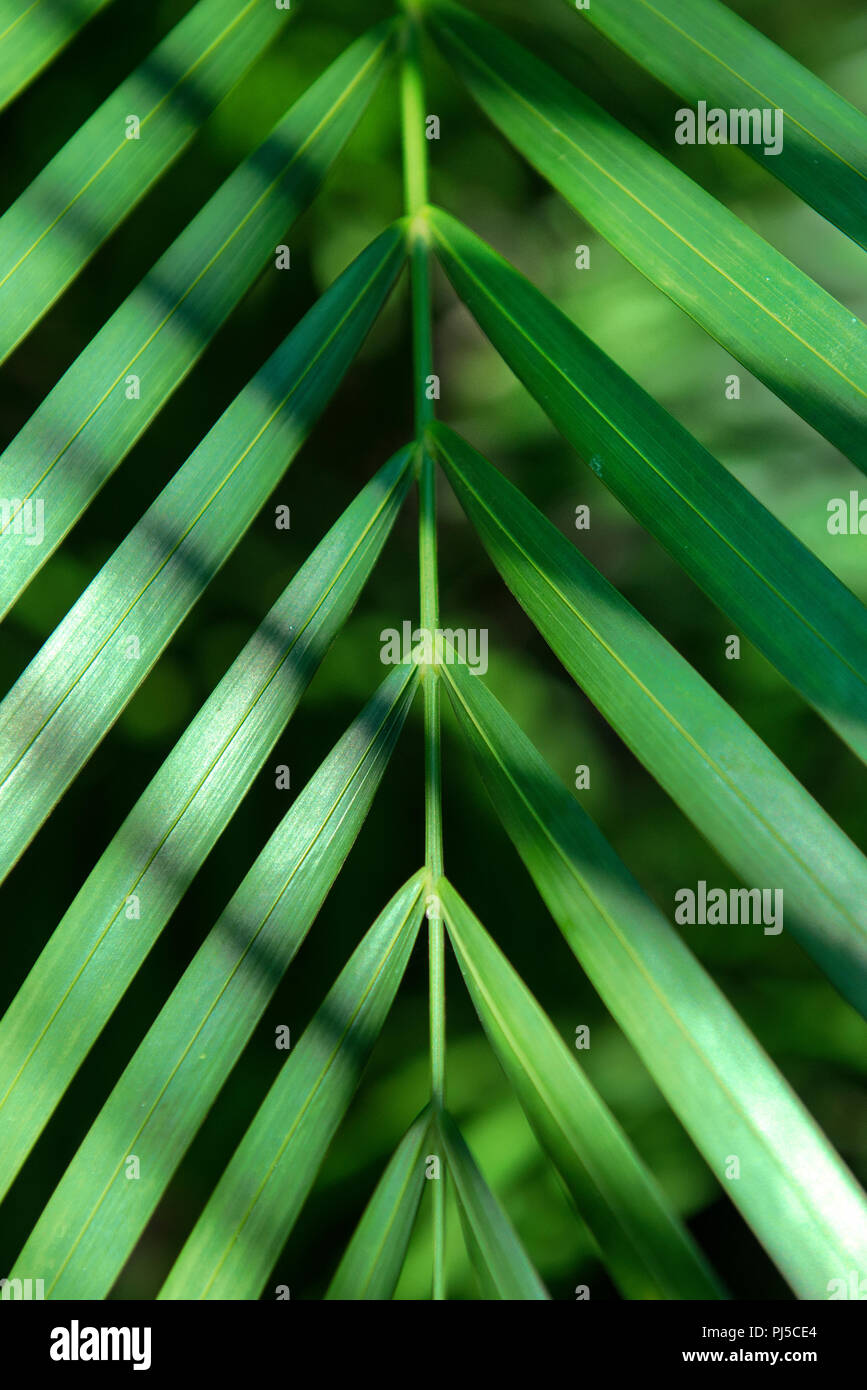 Palm Tree Leaf Stock Photo - Alamy