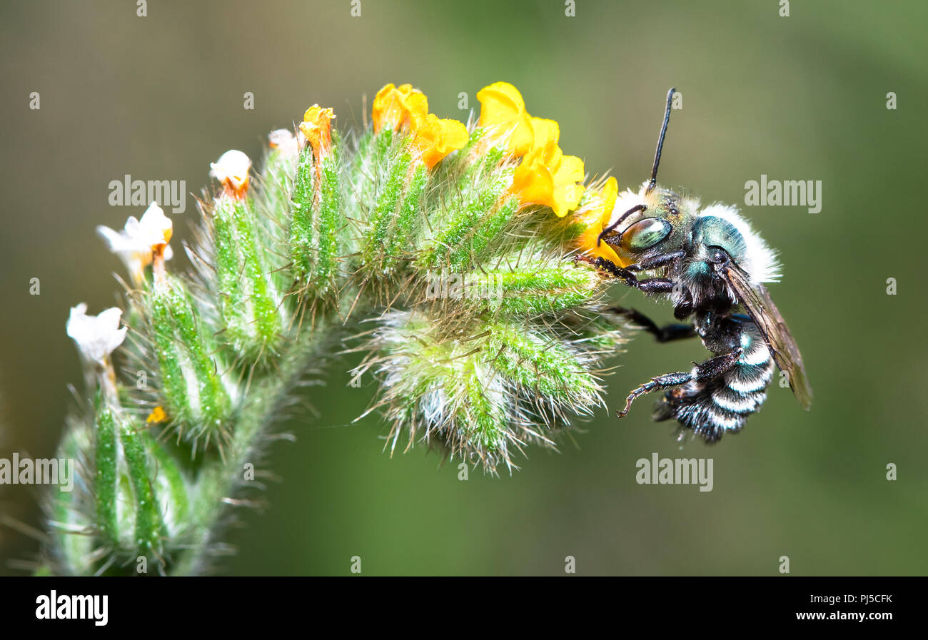 A green and white bee collects pollen as it visits a tarweed fiddleneck ...