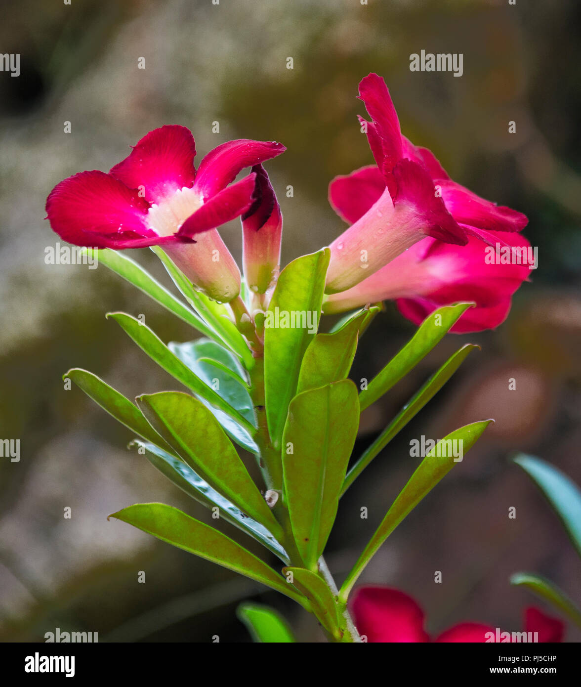 Mandevilla flowers hi-res stock photography and images - Alamy