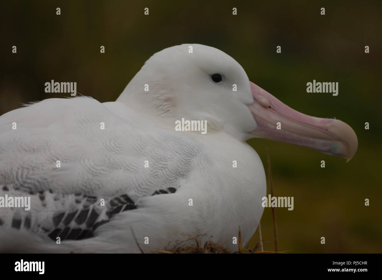 Antarctica antarctic albatross hi-res stock photography and images - Alamy