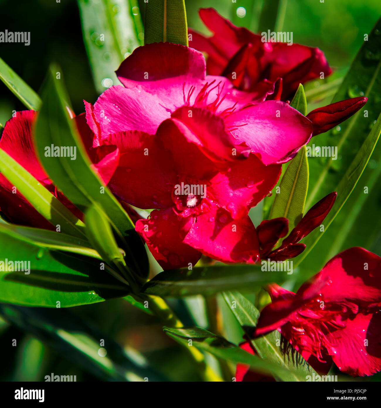 Mandevilla flowers hi-res stock photography and images - Alamy