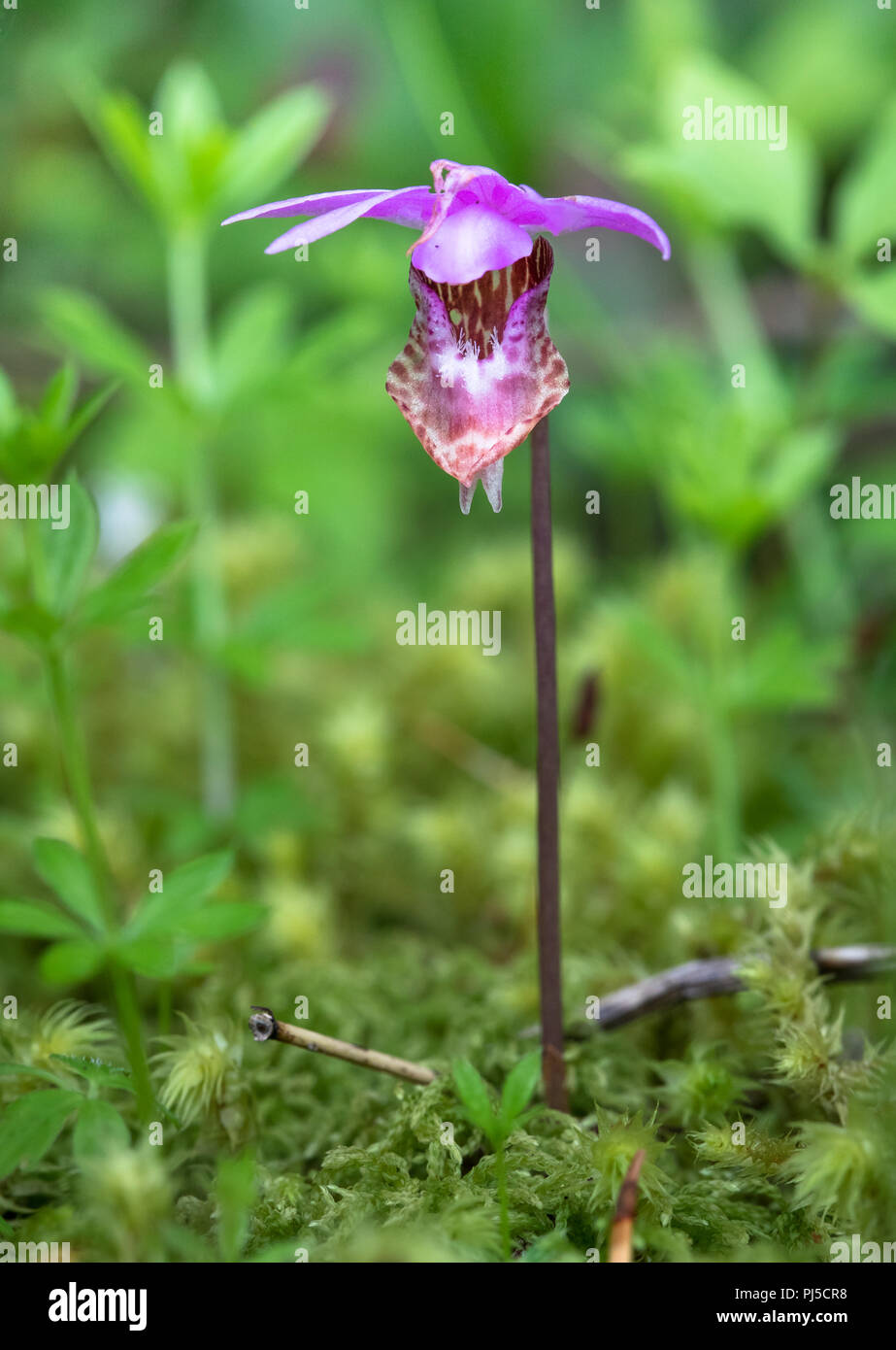 A calypso orchid, or fairy slipper orchid (Calypso bulbosa), grows from ...