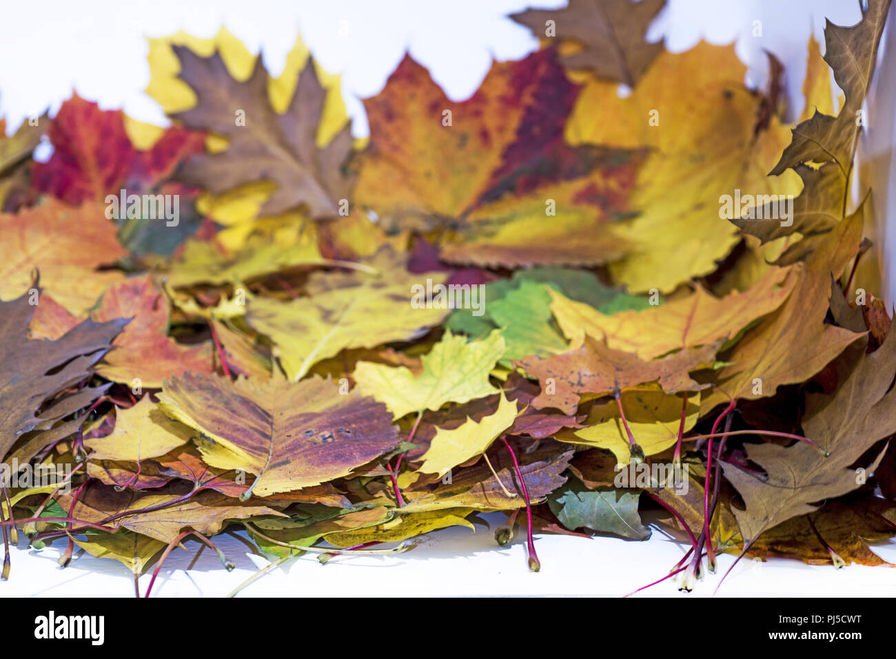 Maple and oak leaves on white background. Abstract background Stock ...